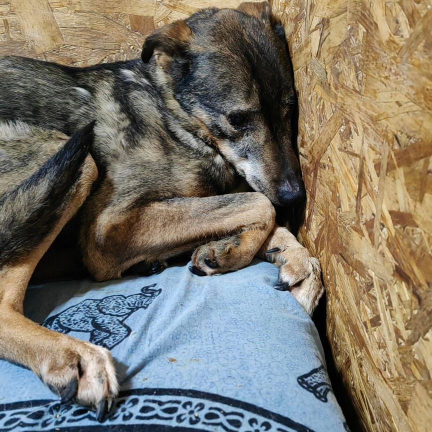 Узник приюта Жора ищет дом