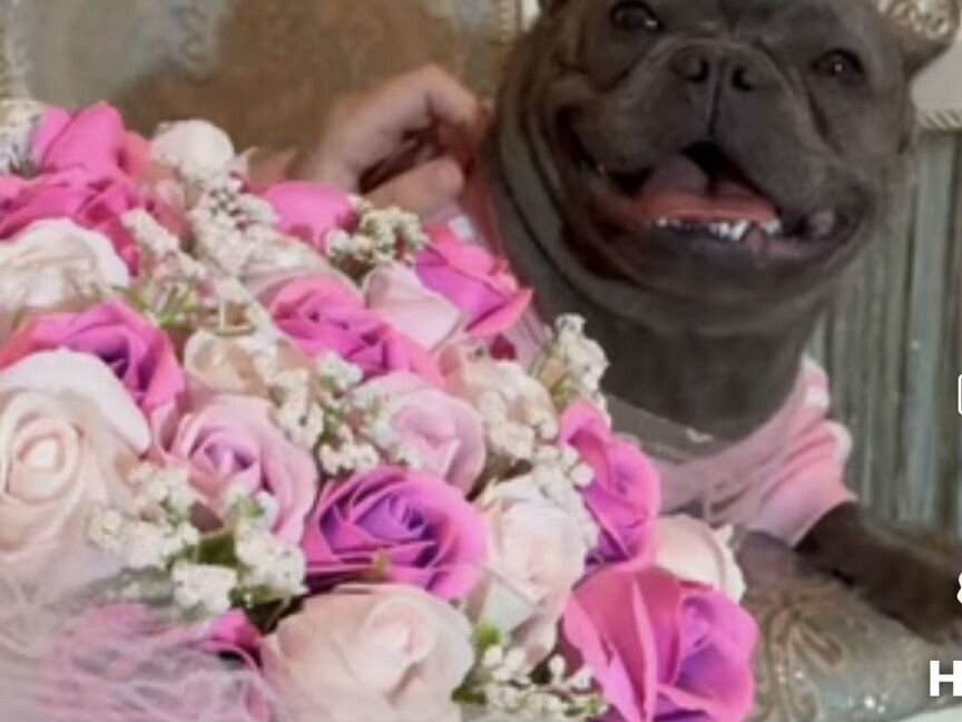 Голубвя сука французкого бульдога