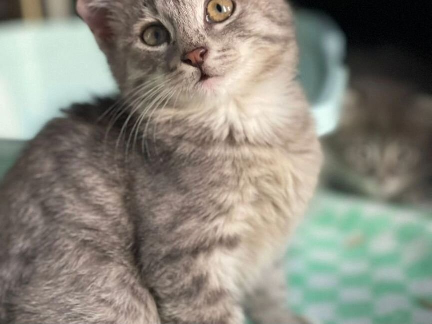 Котенок от шотландской кошки