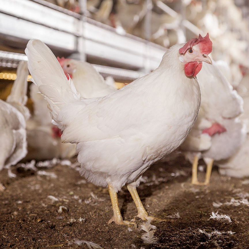 Молодка курицы декалб