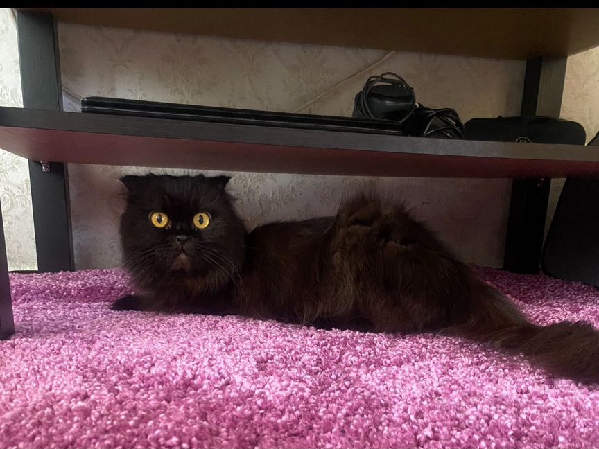 Шотландская вислоухая кошка