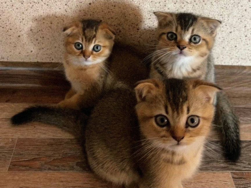 Котята шотландские вислоухие (золотая шиншилла)