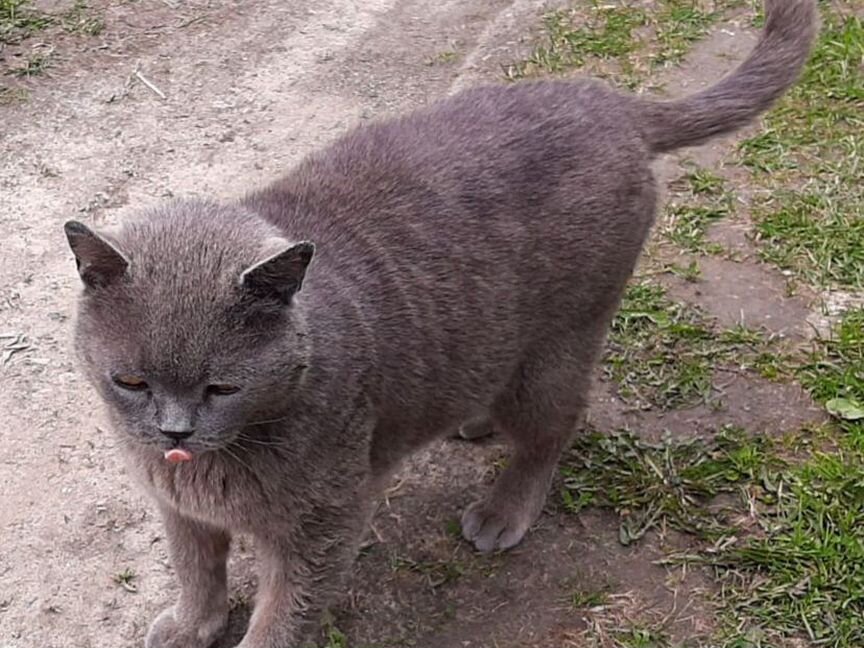 Котик в добрые руки