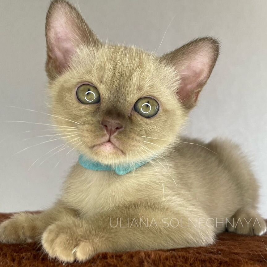 Бурманские котята