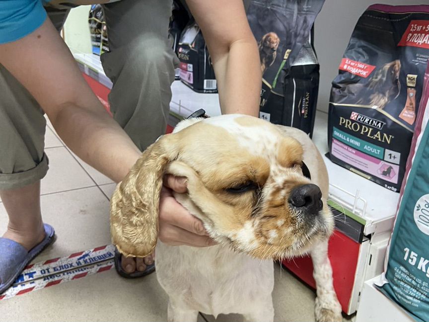 Найдена собака в Шилово Малышево