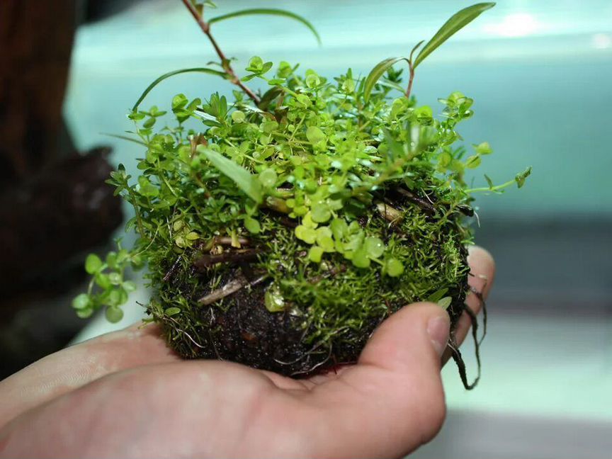 Вабикуса с растениями