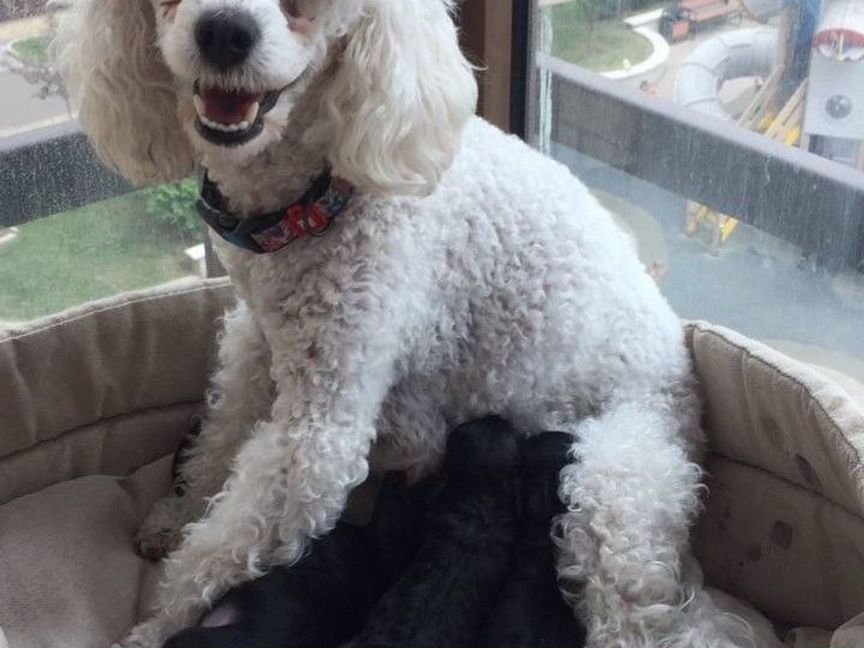 Пудель-метис