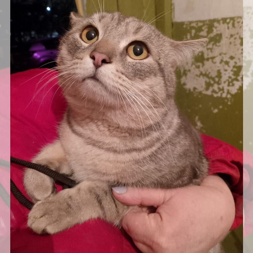 Котик ищет семью