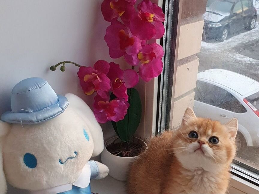 Золотые шиншиллки)