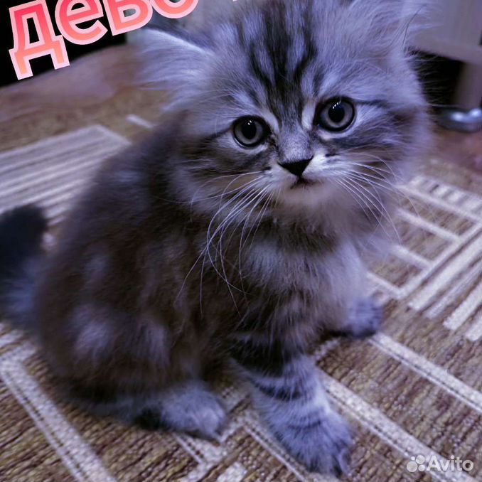 Британская кошка(мама), Сибирский кот (папа)