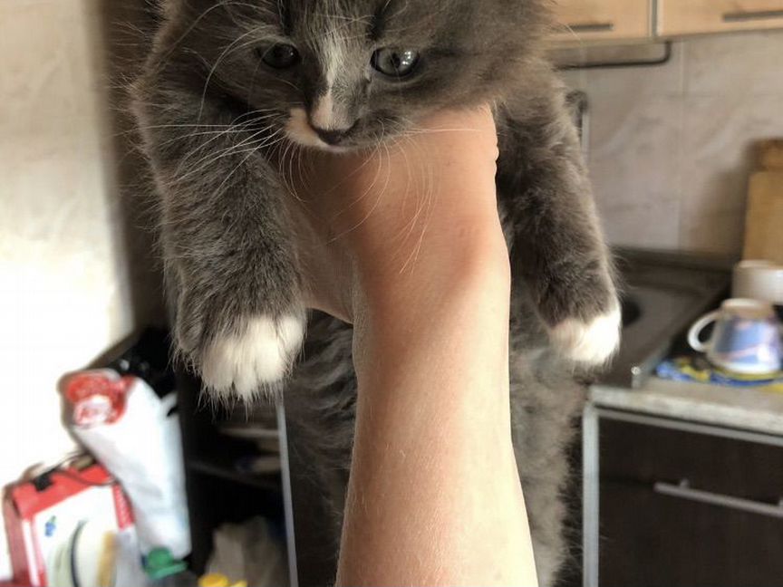 Котята в добрые руки бесплатно