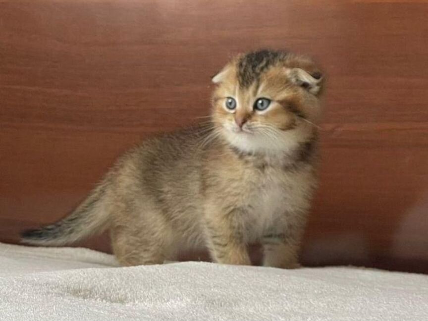 Золотая шиншилла и снежинки