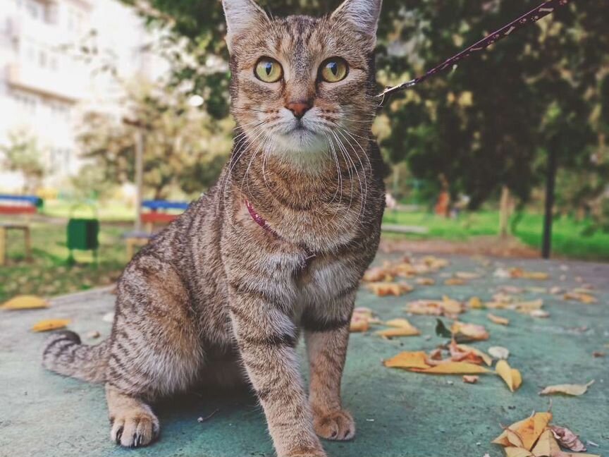 Кошка в дар бесплатно