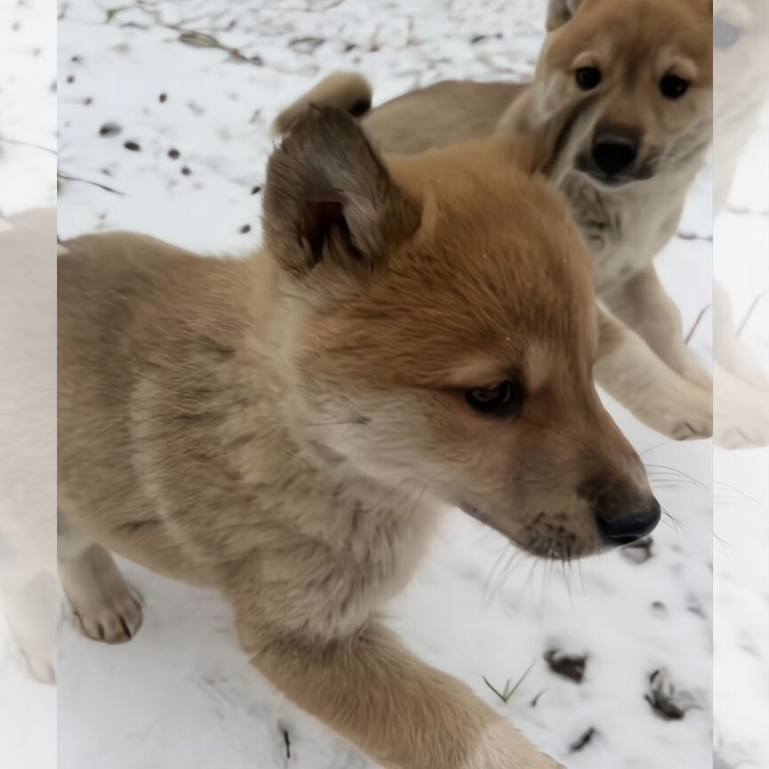 Лайка, щенок