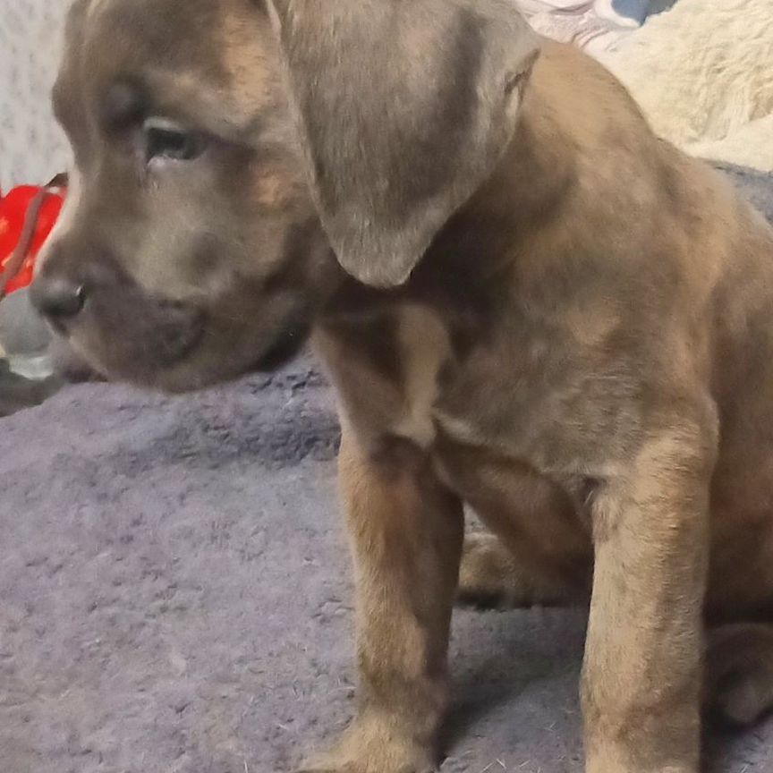 Кане корсо