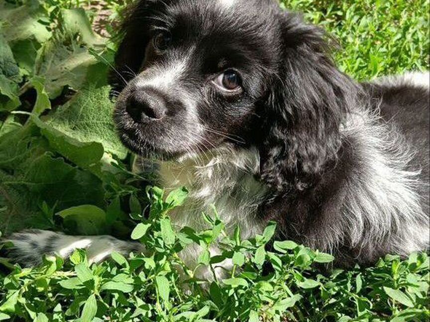 Русский спаниель