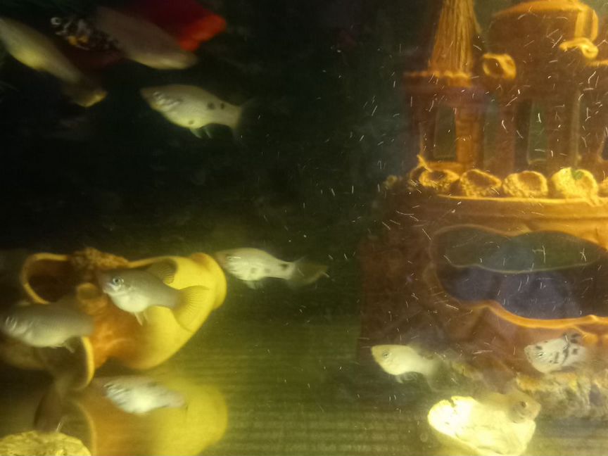 Аквариумные рыбки мраморная моллинезия