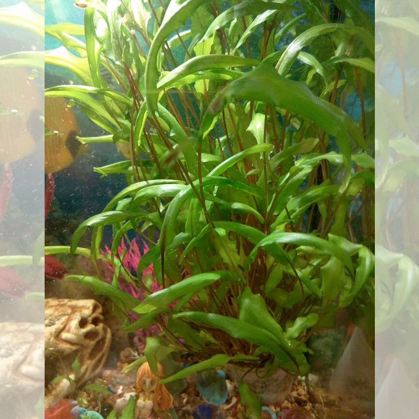 Криптокарина куст