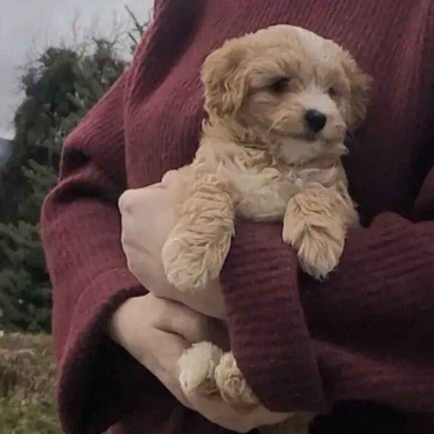 Мальтипу, щенок