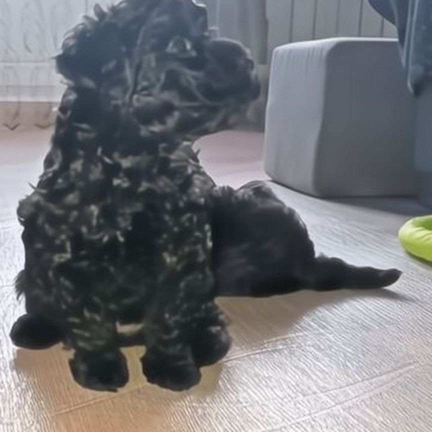 Той-пудель, щенок