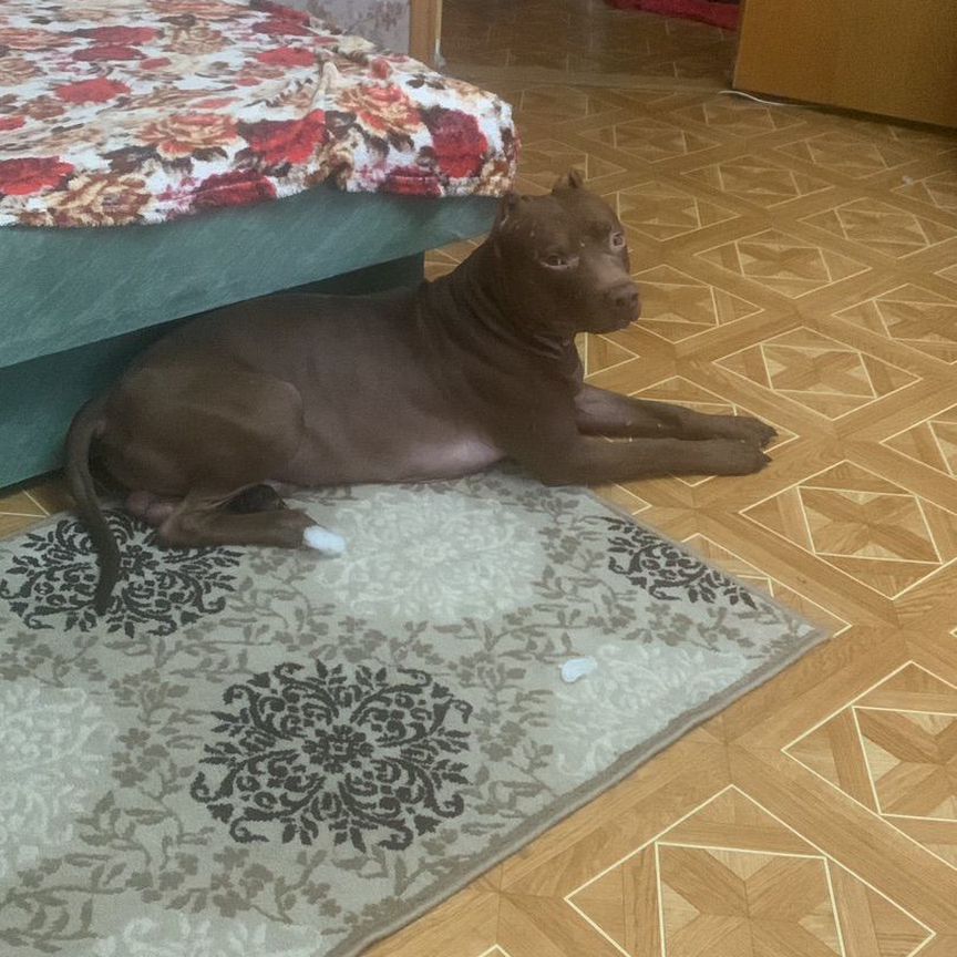 Отдам бесплатно