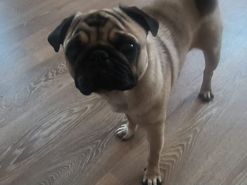 Мопс мальчик продам