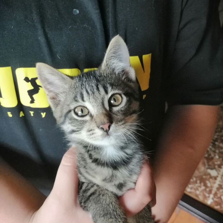 Котенок мальчик