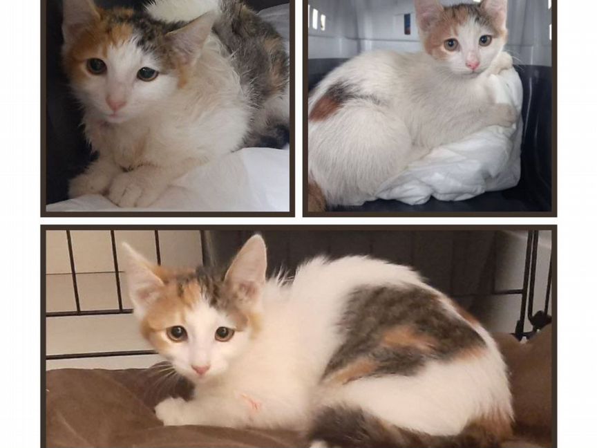 Котенок в дар