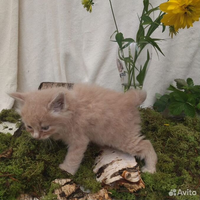 Продаётся котёнок Курильский бобтейл