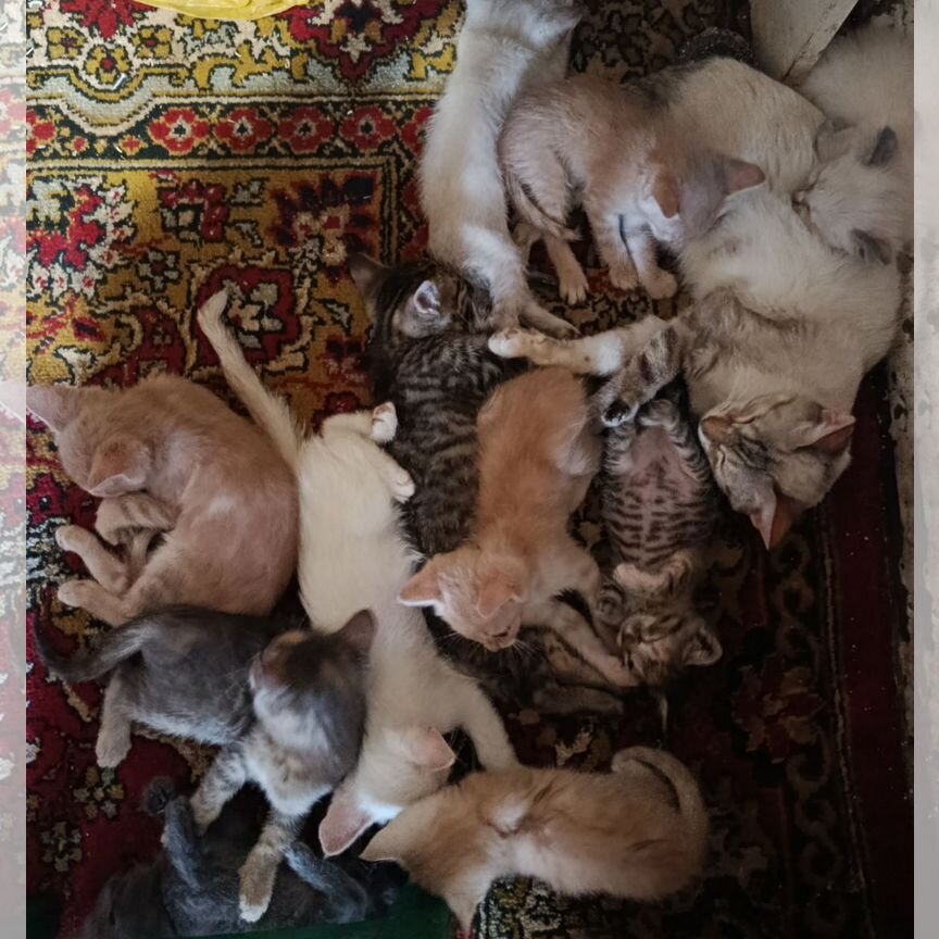 Котёнок в добрые руки