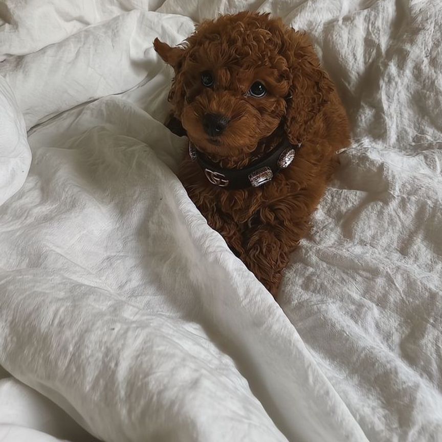 Лабрадудль, щенок