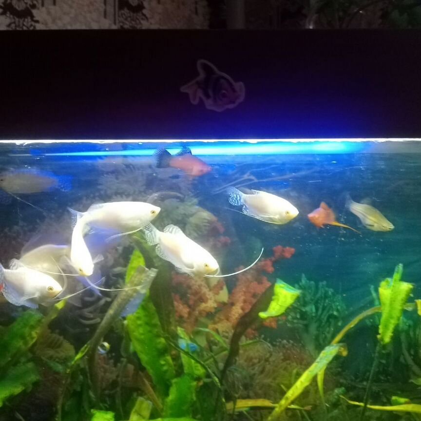 Аквариумные рыбы