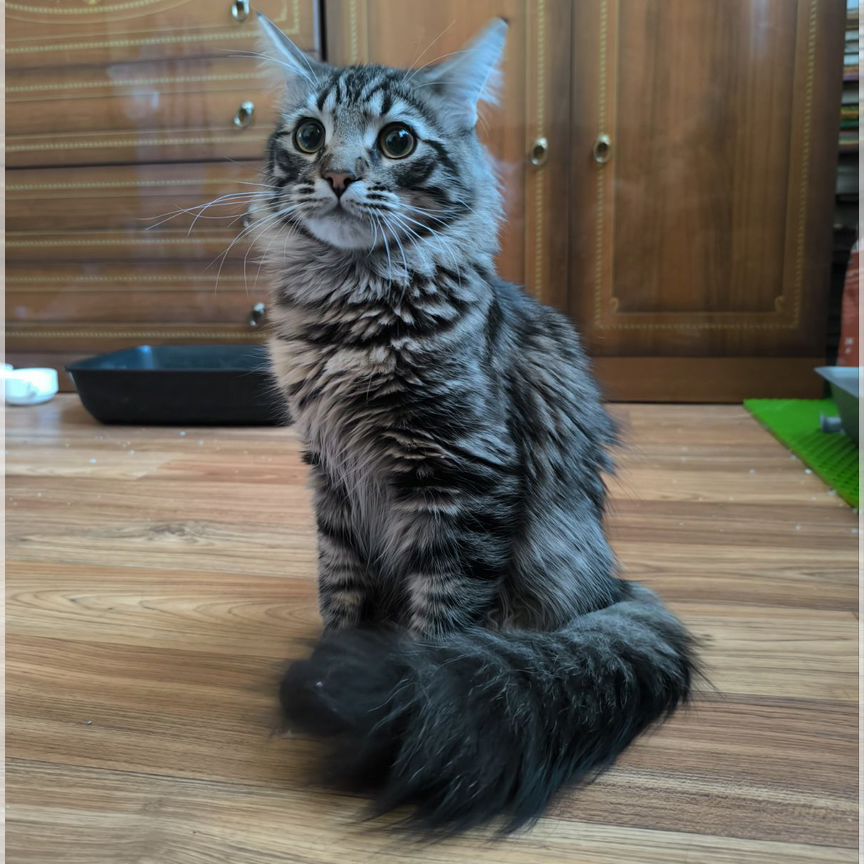 Мейн-кун в добрые руки бесплатно