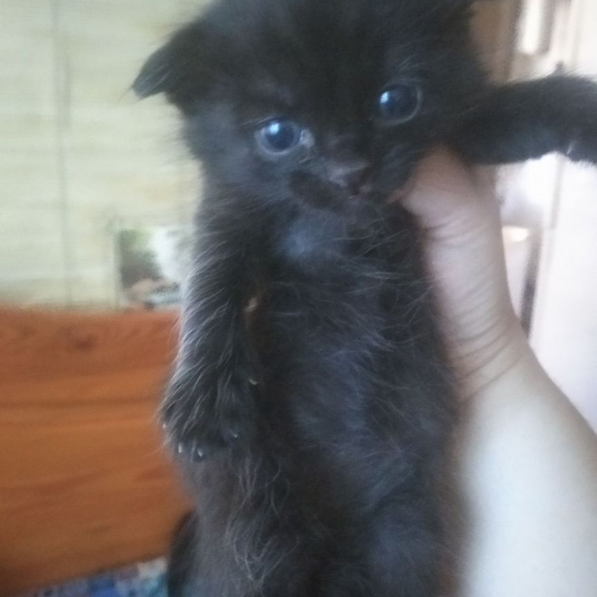 Черный котенок в добрые руки