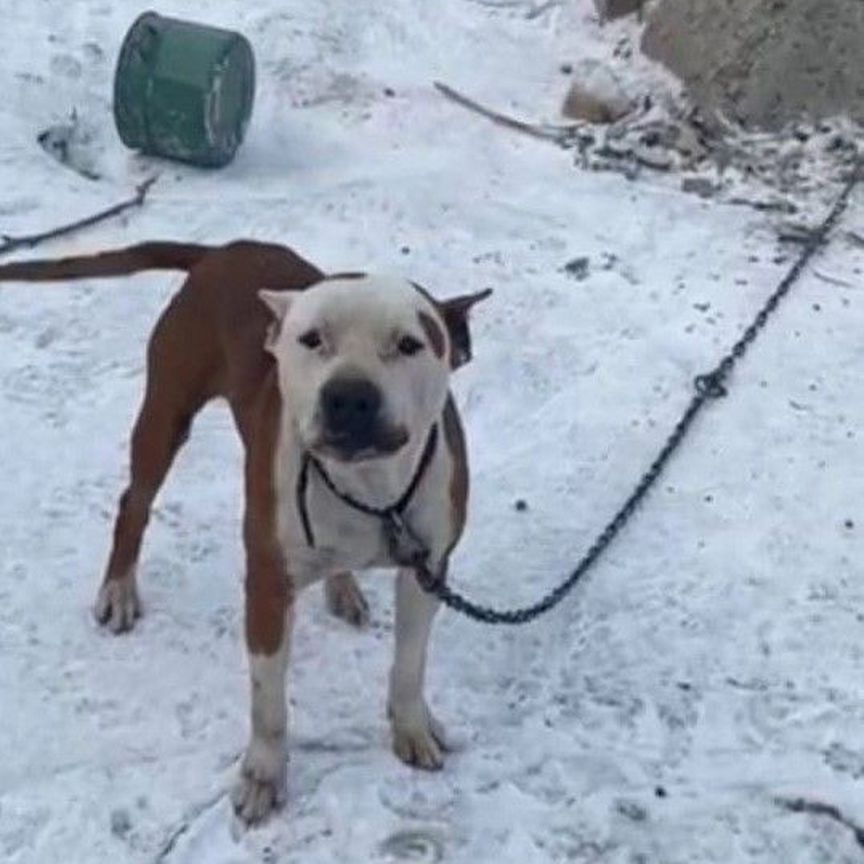 Собака в добрые руки