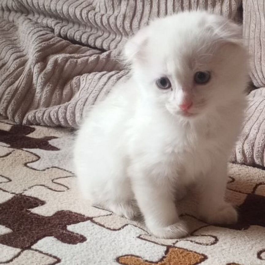 Отдам бесплатно в хорошие руки котят
