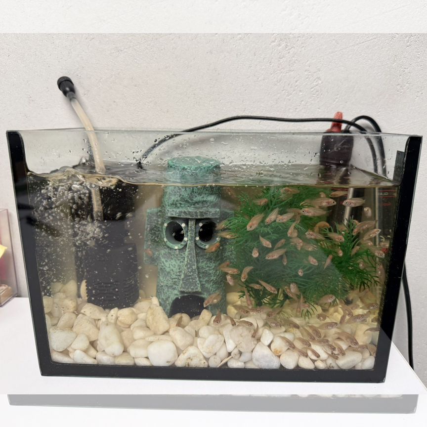 Аквариум с рыбками