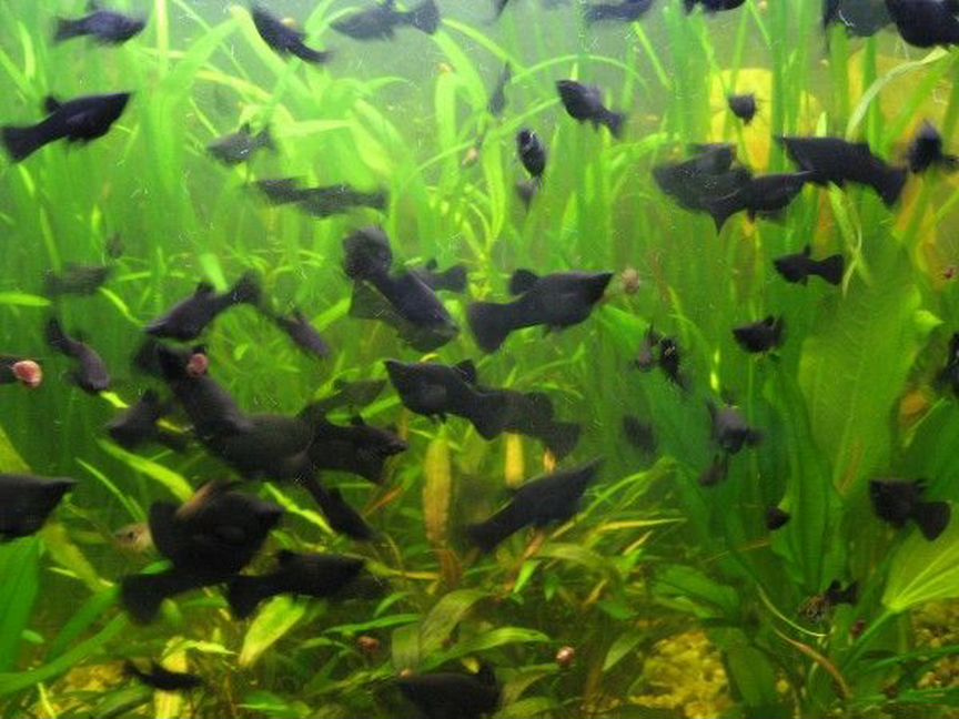 Аквариумные рыбки малинезия