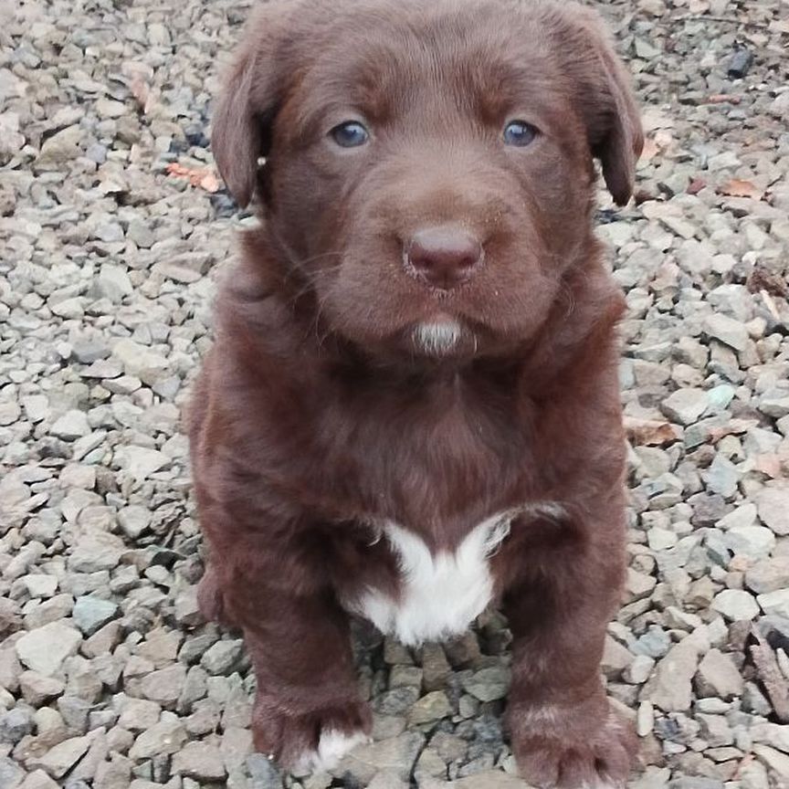 Лабрадор-ретривер, щенок