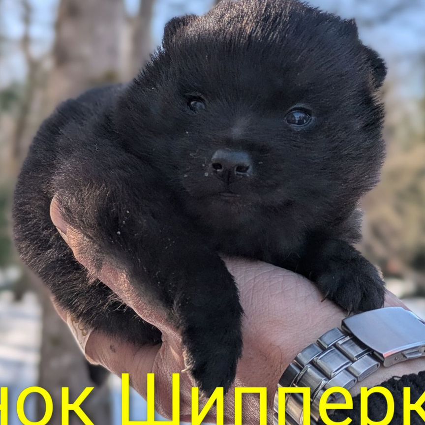 Схипперке, щенок