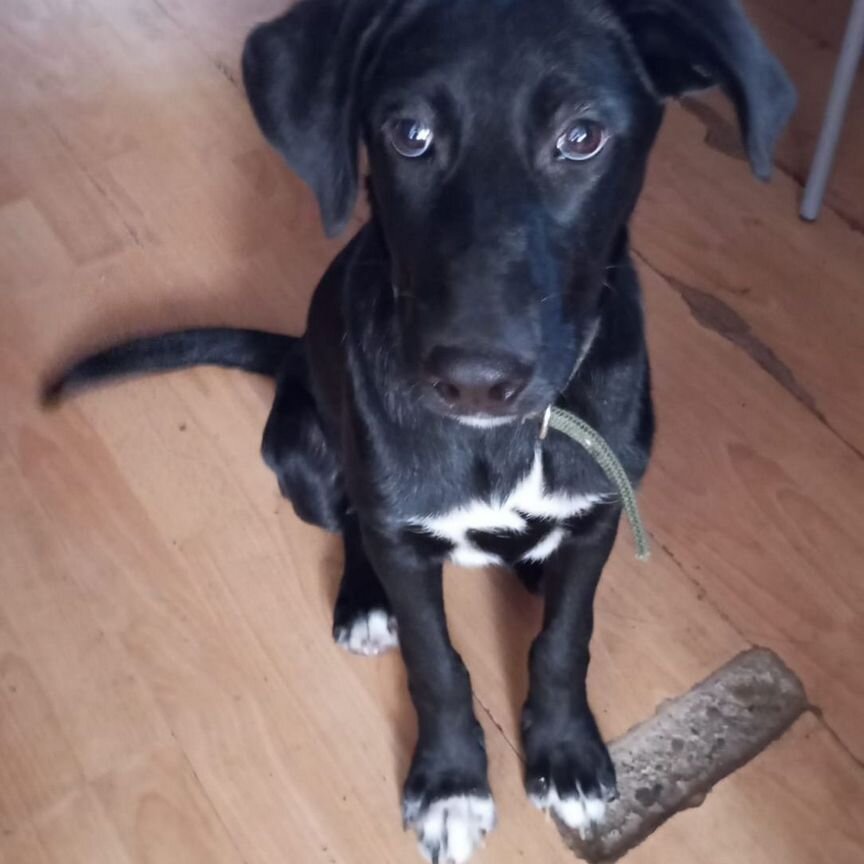 Щенок подросток в добрые руки