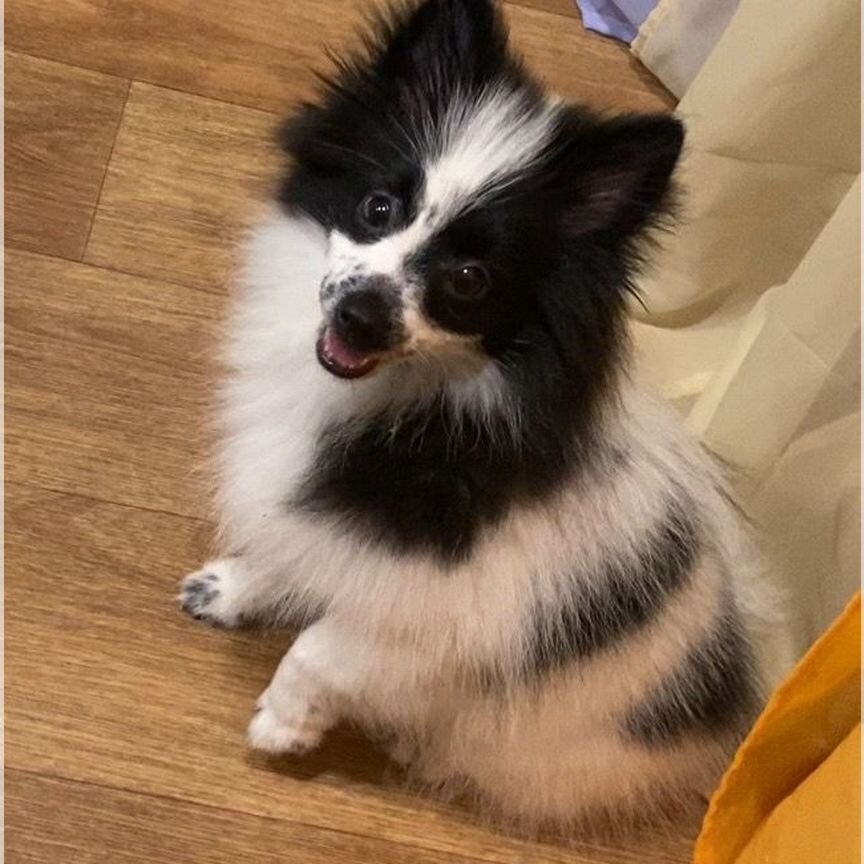 Померанский шпиц, щенок