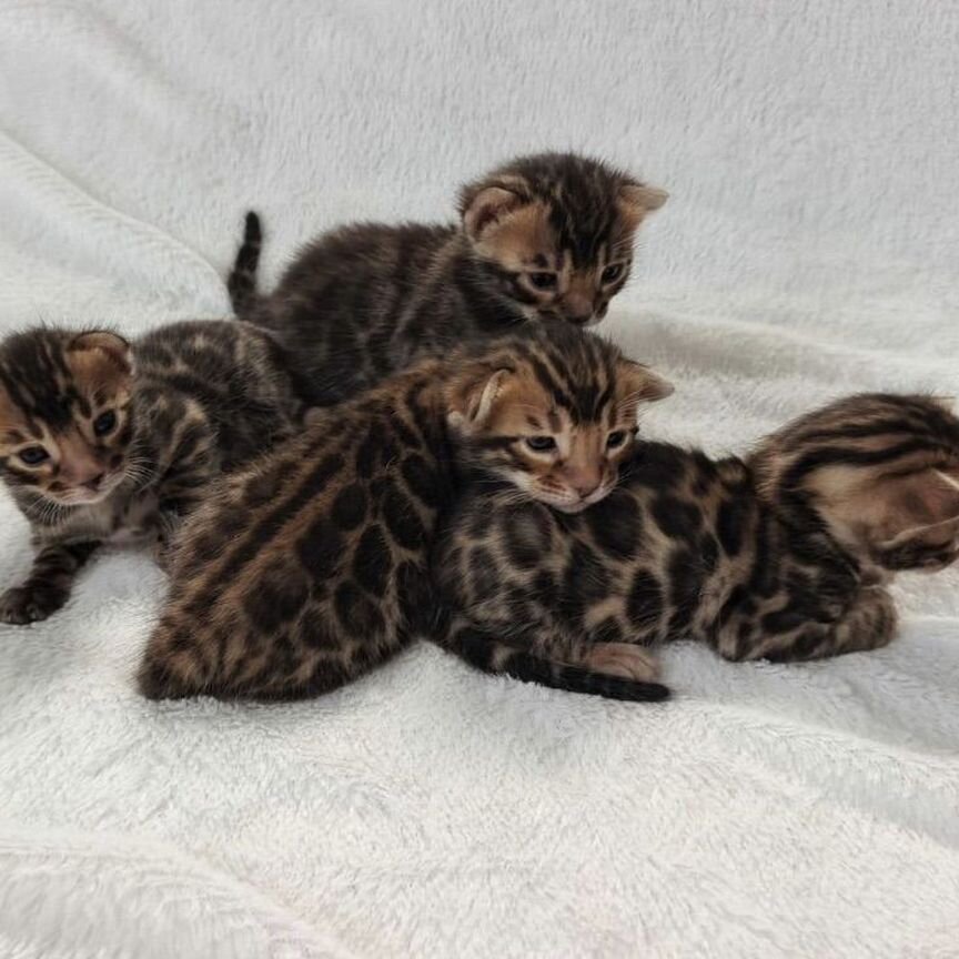Бенгальские котята