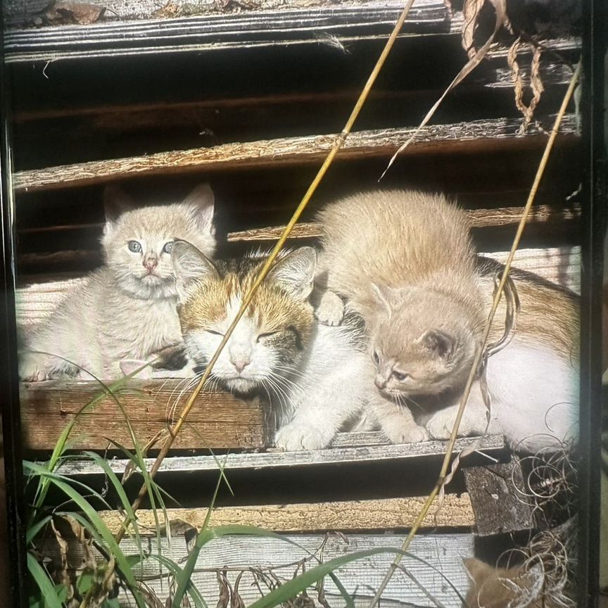 Отдам котенка в добрые руки