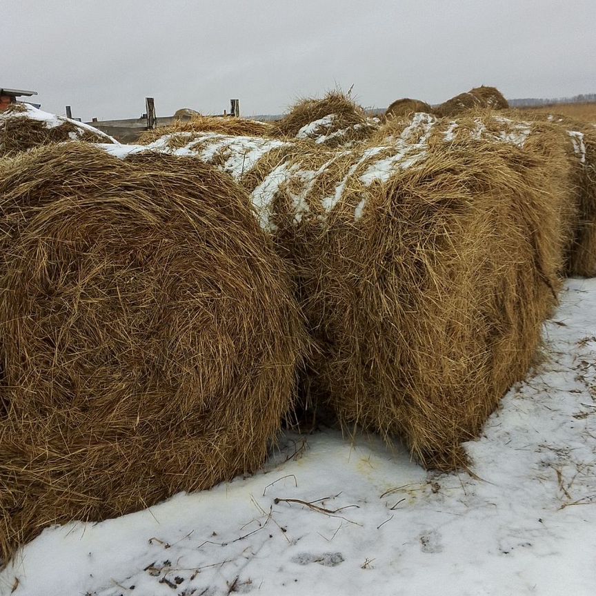 Продам сено в рулонах, или обменяю на телят