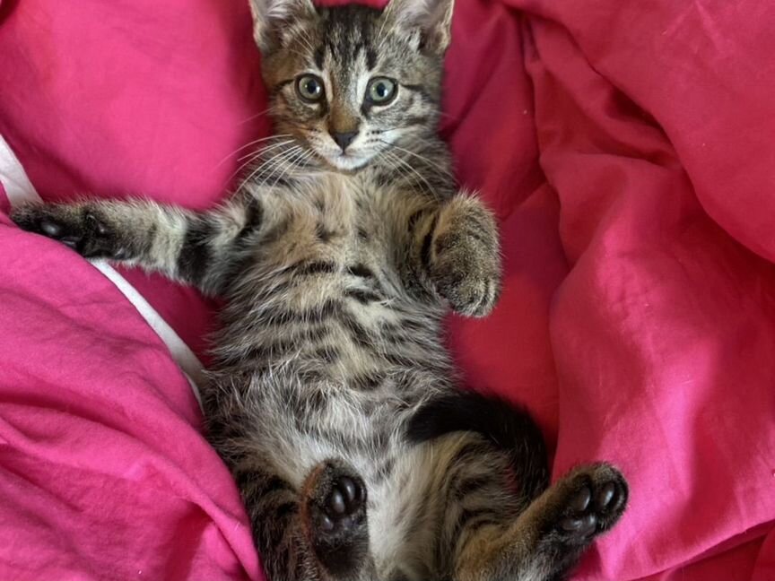 Котенок Василёк 2 месяца мальчик