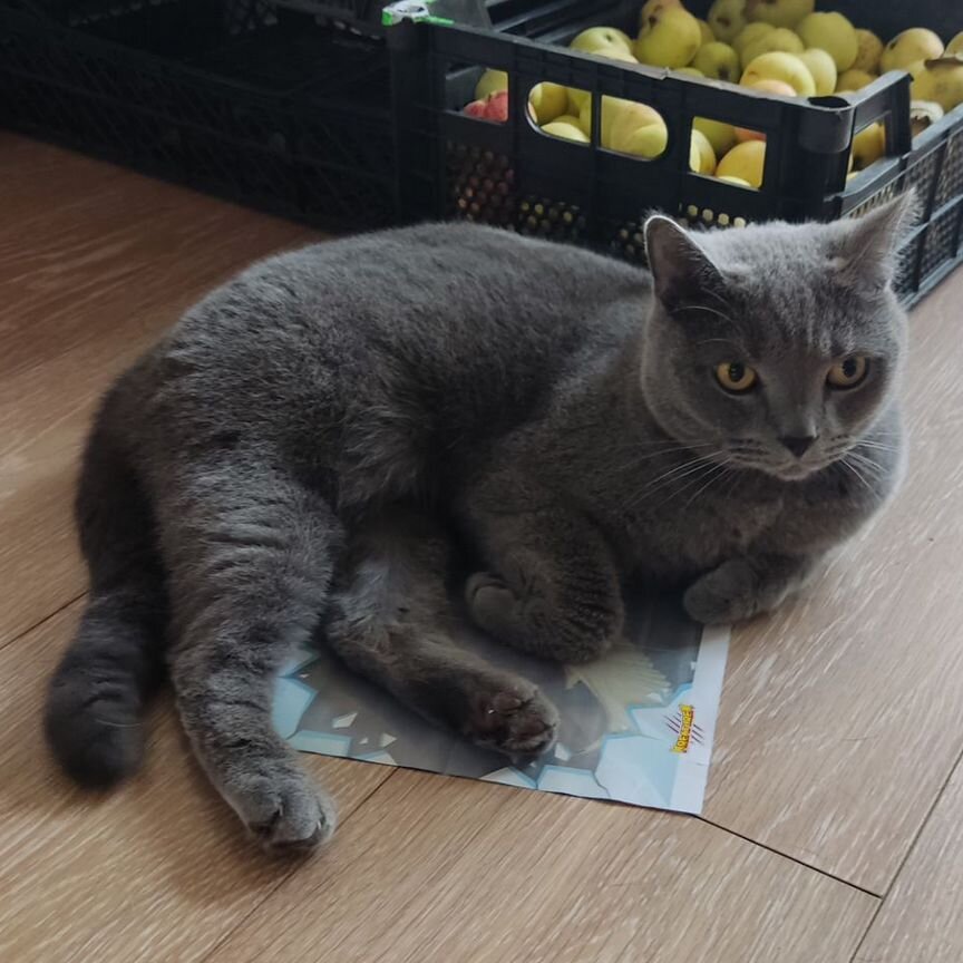 Спасите котика