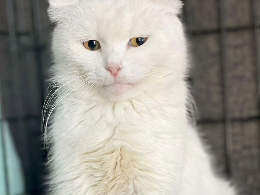 Белая вислоухая кошечка в добрые руки