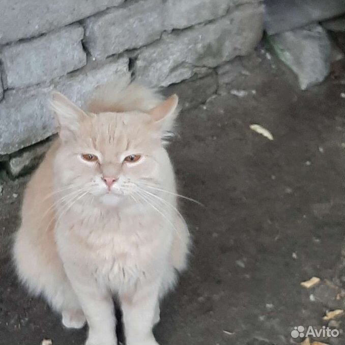 Шикарный Персик