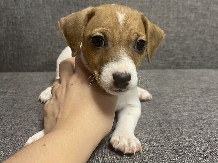 Щенок джек рассел девочка